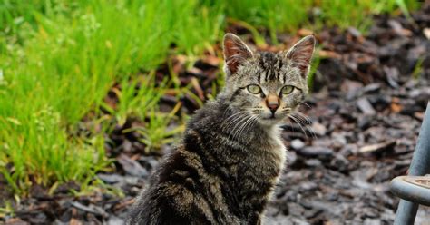 Small Tabby Exploring