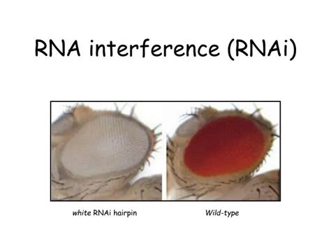 PPT RNA Interference RNAi PowerPoint Presentation Free Download ID 4808222