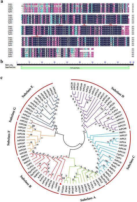 Multiple Sequences Alignment And Phylogenetic Analysis Of Pbpg And Download Scientific Diagram