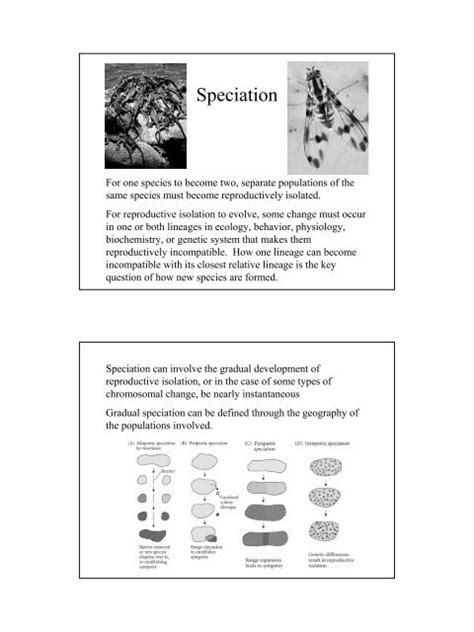 Speciation Lineage