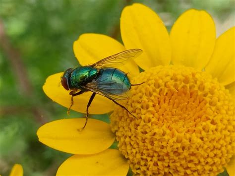 Green Fly Silky Lucilia Free Photo On Pixabay Pixabay