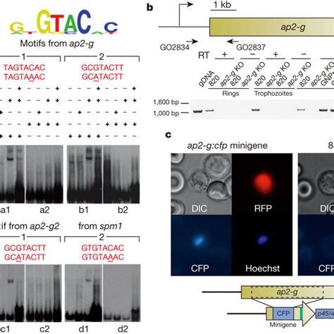 Characterization Of The Dna Binding Specificity Expression And Download Scientific Diagram