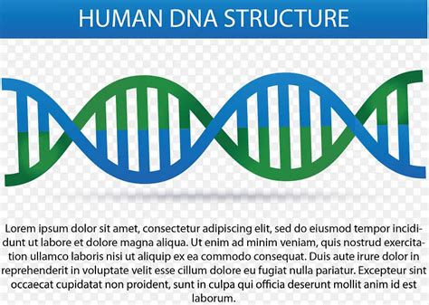 矢量dna结构示意图png图片素材下载 图片编号9178387 Png素材网