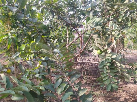 မြို့သစ်မြို့တွင် မြေအောက်ရေ အသုံးပြု၍ မာလကာပင်စိုက်ပျိုးခြင်းဖြင့် မိသားစု အပိုဝင်ငွေရရှိ