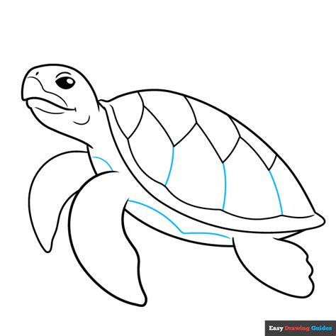 Turtle Drawing