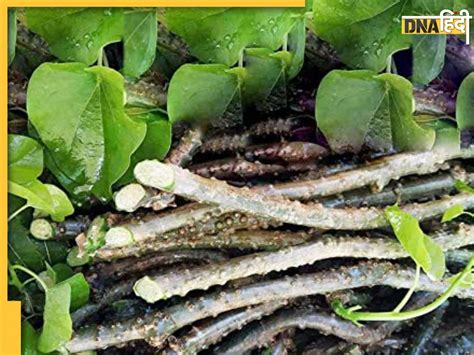 Uric Acid Ayurvedic Treatment खून में जमी गंदगी को बाहर कर देंगी ये आयुर्वेदिक जड़ी बूटियां