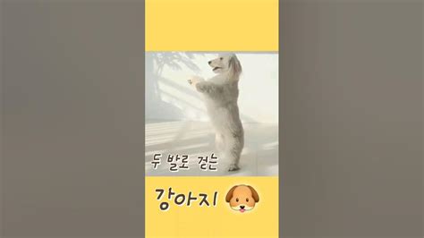 두 발로 걷는 강아지 🐶 Shorts Youtube