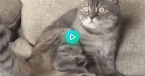 Cat  Dump With A Side Of Trash Pandas Album On Imgur