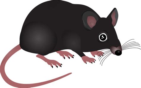 Buff Rat Clipart