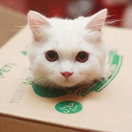 一只可爱可爱的小白猫么么哒 这位来自菲律宾的波斯猫名叫Max已经六个月大了