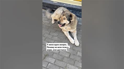 Очень нужна помощь приюту реквизиты в профиле и жду вас в ТГ Youtube