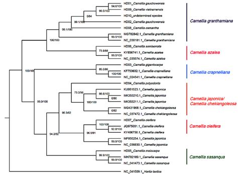 Phylogenetic Tree Of 13 Samples Based On Non Cds Using The Iqtree Download Scientific Diagram