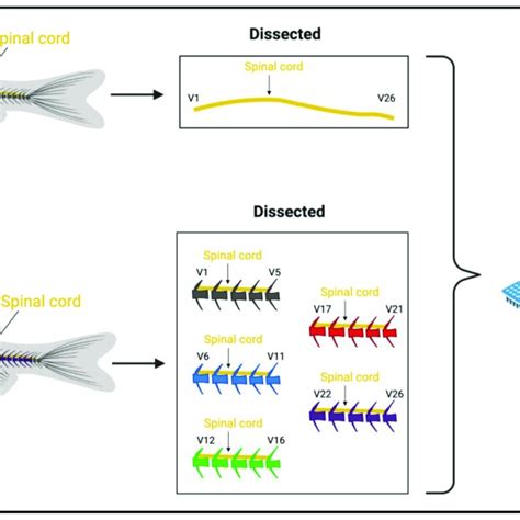 Schematic Experimental Design Outline For Qpcr Whole Adult Zebrafish