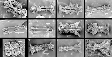 Examples Of Internal Morphology Of Postlarvae And Paedomorphic Adults