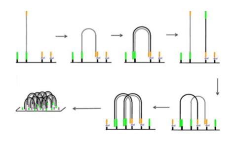 RNA Sequencing Flashcards Quizlet