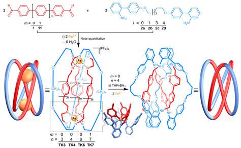 Nat Synth ｜西湖大学刘志常团队分子张力工程之五：用“力”纠“结”…… X Mol资讯