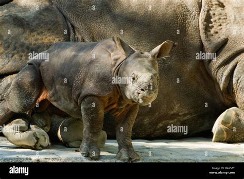 Young Great Indian Rhino With Mother Rhinoceros Unicornis Captive