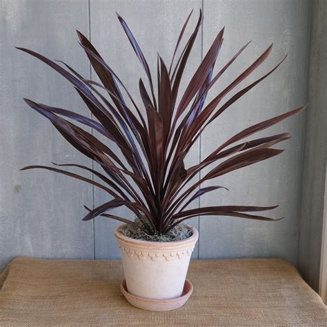 Cordyline Festival Burgundy L Lexington Ky Michlers Florist