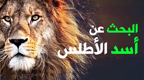 البحث عن أسد الأطلس في المصادر التاريخية الكشف عن حقائق مخفية ومذهلة