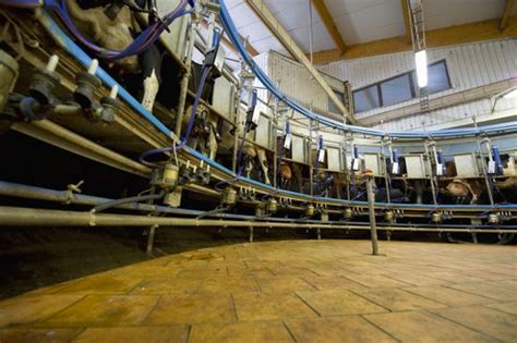 Dairy Farming Dairy Cows Rotary Milking Editorial Stock Photo Stock Image Shutterstock Editorial