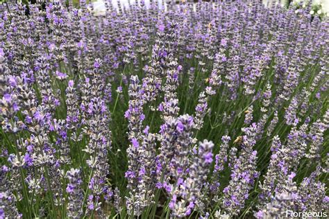 Choosing The Best Soil For Lavender Plants Florgeous