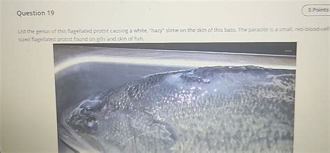 Solved Question 19 ﻿list The Genus Of This Flagellated