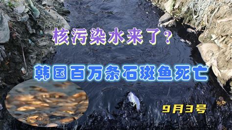 核污水影响初显？韩国百万条石斑鱼死亡，日本也发现大量鳗鱼尸体高清1080p在线观看平台腾讯视频