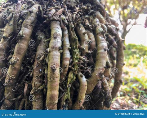 Palm Tree Roots Stock Photo Image Of Park Garden Treeroots 212584734