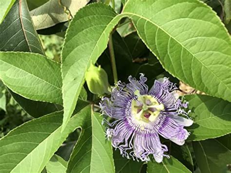 A Step By Step Guide To Growing Passion Flowers From Seed Shuncy