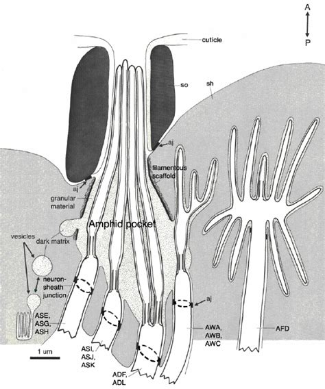 Schematic Longitudinal Section Through An Amphid Of C Elegans