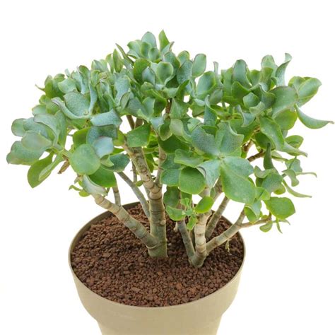 Crassula Blue Waves 20 Cm Crassulaceae Giromagi Vendita Piante