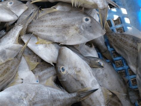 Frozen Black Pomfret Nghi Son Foods Group