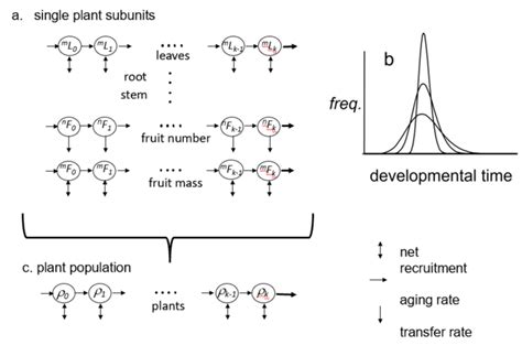 Fig S3 Conceptual Application Of A Distributed Maturation Time Model Download Scientific