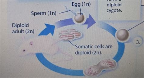 Biol 2050 Sexual Reproduction And Chromosomes Variation Flashcards Quizlet