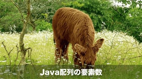 秒でわかるJava配列の要素数を確認する方法