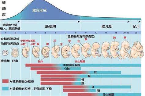 1张图告诉你，怀孕2到16周胎儿的整个发育过程，让人泪目胎儿发育宝宝新浪新闻