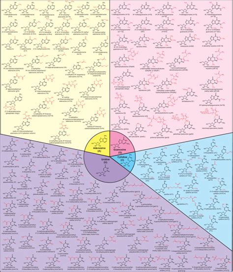 Naturally Occurring Modified Ribonucleosides Pmc