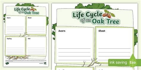 Life Cycle Of An Oak Tree Fact File Template Teacher Made