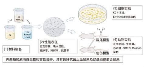 天然产物 低聚糖：在调节肠道菌群和免疫调节方面的重要作用 Mce 药品研发 蒲公英 制药技术的传播者 Gmp理论的实践者