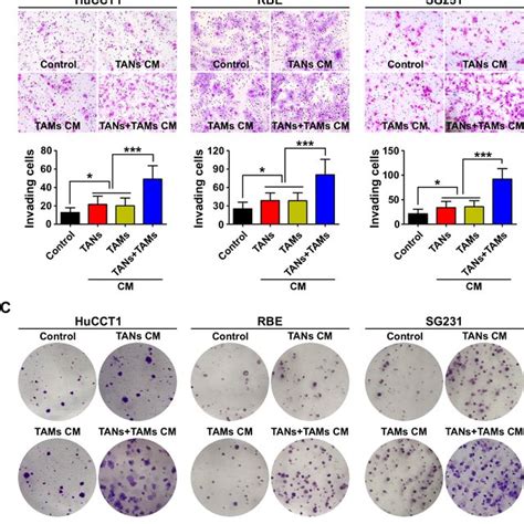 Correlation Of Tumor Associated Neutrophils Tans And Tumor Associated Download Scientific