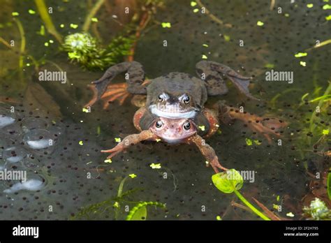 Common Frog Colour Variations Hi Res Stock Photography And Images Alamy