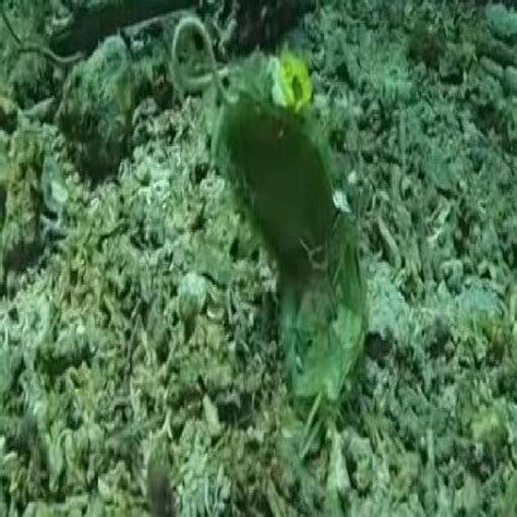 Underwater Object Object Detection Model By Ann