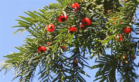 Тис ягодный дерево (74 фото) - фото - картинки и рисунки: скачать бесплатно