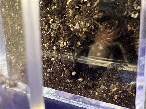 T Vagans Sex R Tarantulas