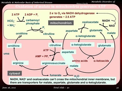 Urea Cycle