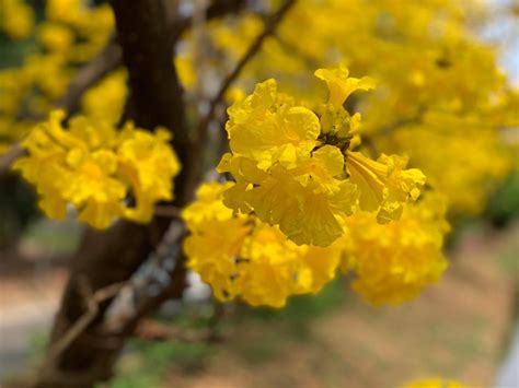 🌼เ ห ลื อ ง อิ น เ ดี ย เทศบาลตำบลช้างเผือก จ เชียงใหม่