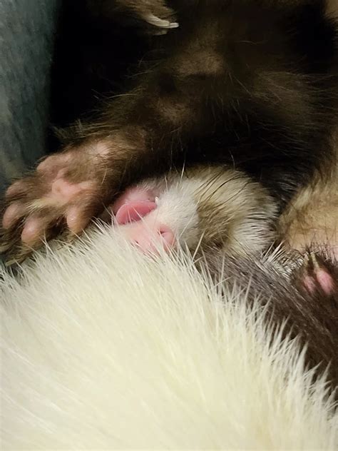 Somewhere Within The Tangle Of Tiny Limbs And Contented Yawns A Smol Blep Scrolller