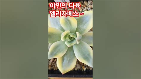 미소가 가득한 한주 되세요 ~ 임영웅 파종이 실생 다육 다유기 다육이 다육식물 반려식물 다육판매 다육이판매 다육이키우기 다육인스타그램 매혹이 청주