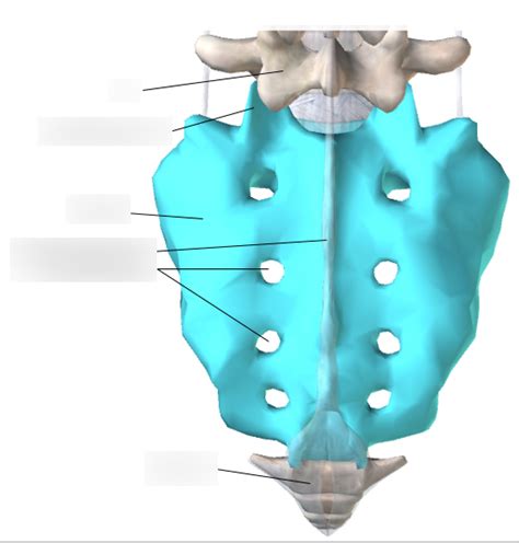 Module 4 Sacrum Diagram Quizlet