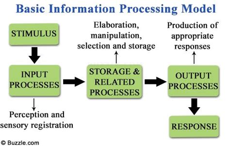 The Information Processing Theory Compares Human Thinking To